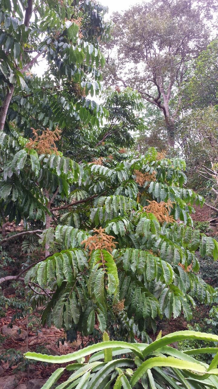 Mini Fruit Farm@PeterTean.com: my farm @ Brazil Longan Flower