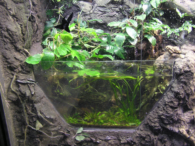 My Fresh Water Aquarium - Natural Planted Tank (Walstad Method).: Half ...