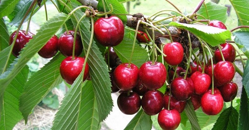 HOW TO GROW A CHERRY TREE FROM SEED |The Garden of Eaden