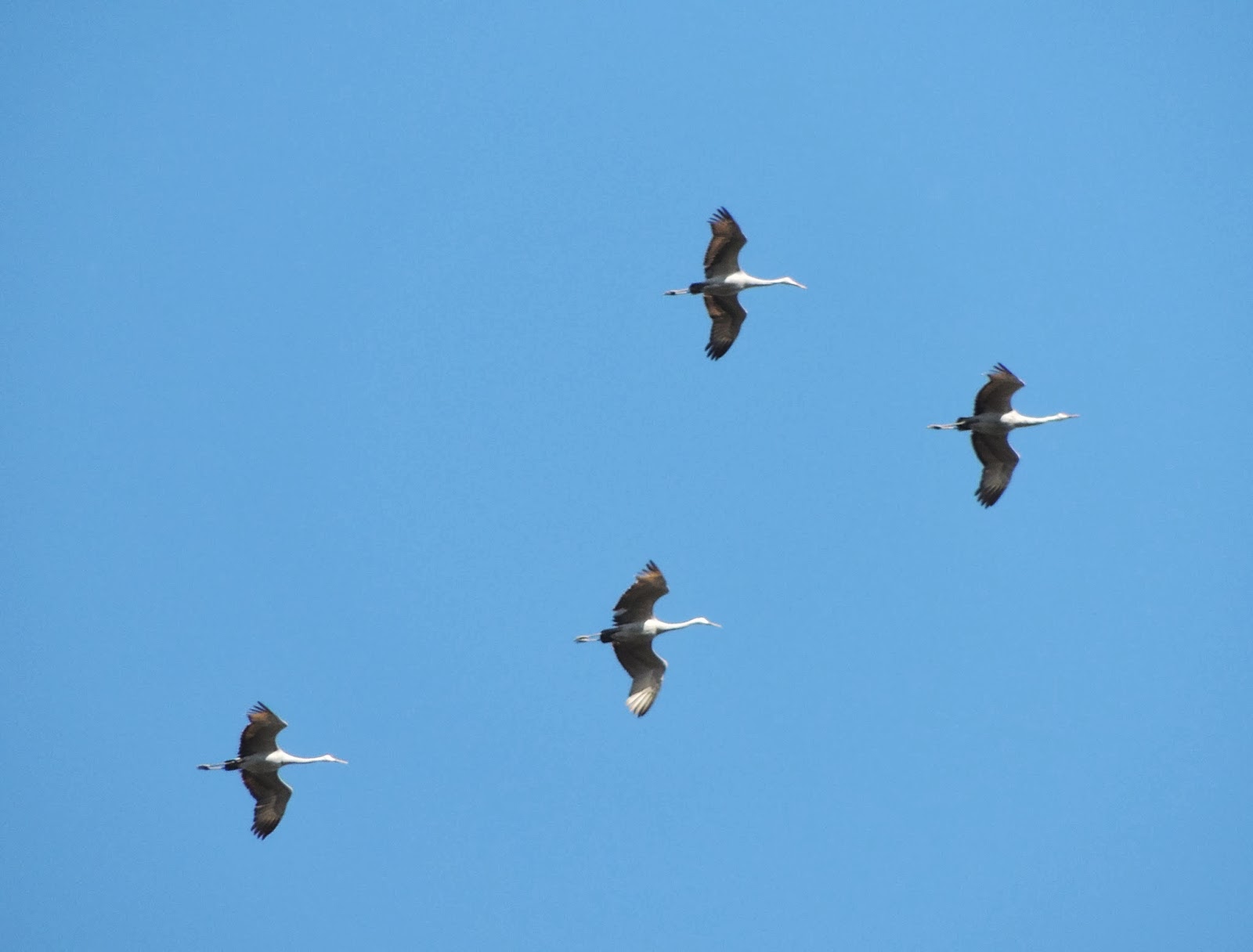 Birding Is Fun!: It's Cranefest's Fault...and Crossley's