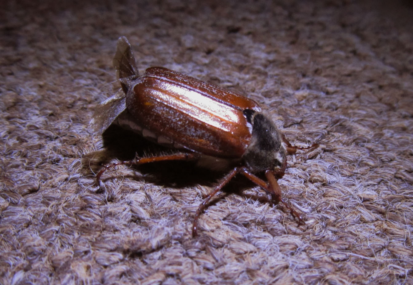 Marine and Natural History Wildlife Blog: The May Bug