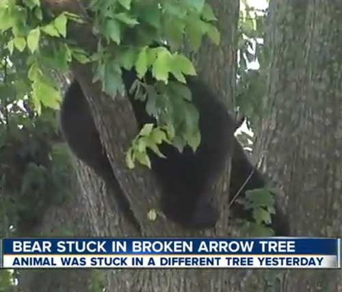 Nothing To Do With Arbroath: Bear that kept getting stuck in trees ...