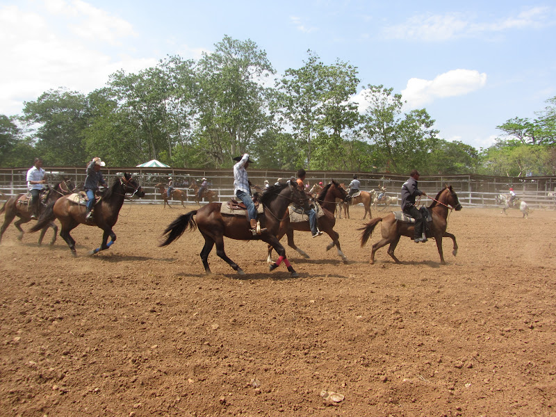 The Animals, The Rodeo, Plants and San Pedrano Sightings at the 2012 ...
