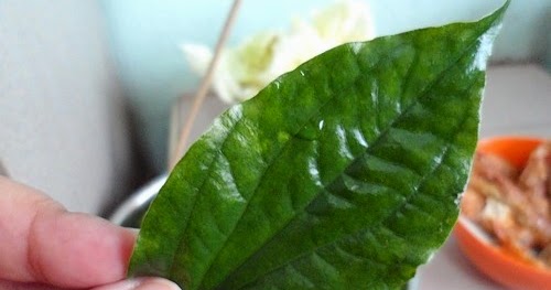 Sweet Home-Chefs: Daun Kaduk (Wild Betel Leaf)