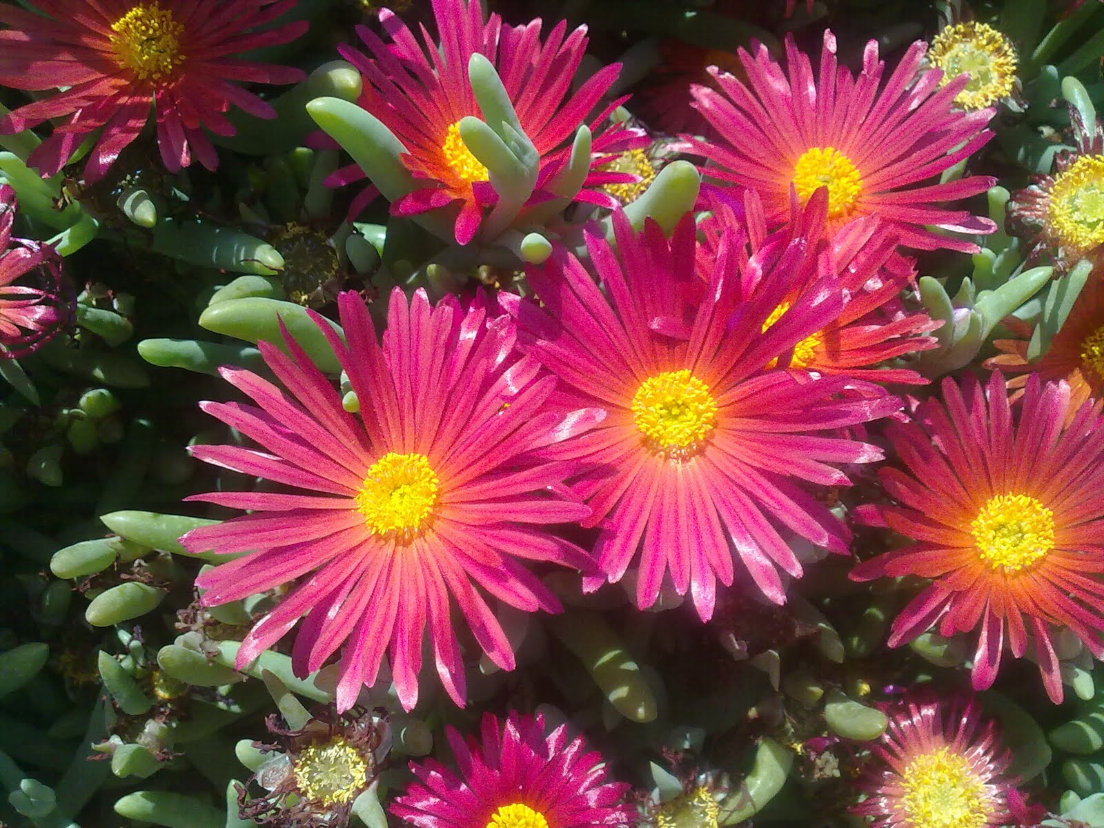 Ol' Big Jim's Place: Flora of Jordan