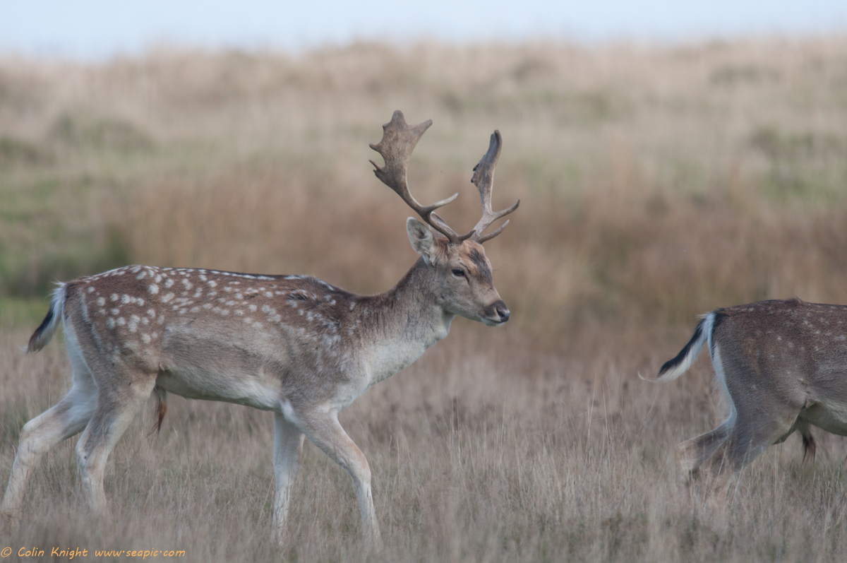 Postcards from Sussex: Fallow deer rut at Petworth Park