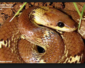 sikkahoder: MENGENAL JENIS ULAR DI INDONESIA