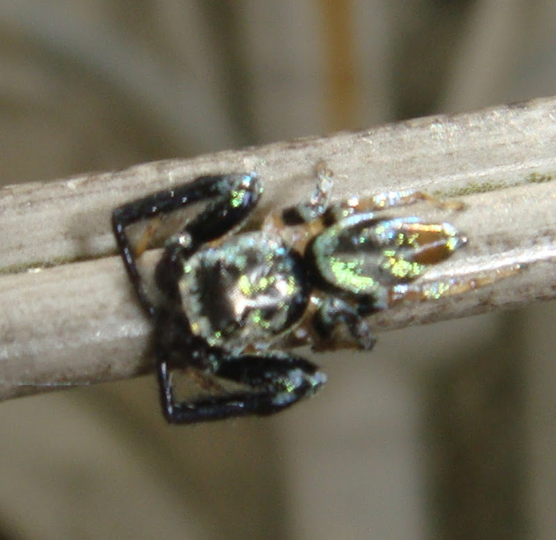 Supersupergirl's creature world: Metallic spider