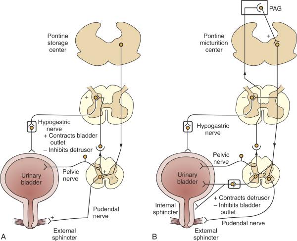 Physiology of Continence ~ Urology Notes 2012