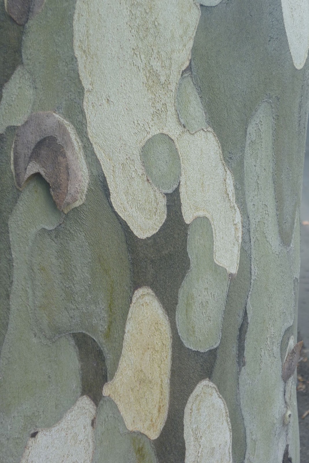 Tree bark