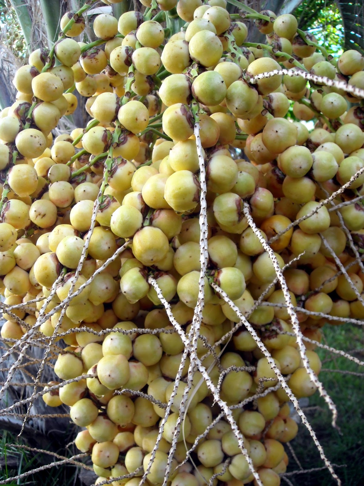 J. Thaddeus Ozark's Cookie Jars and Other Larks: Time for fruit from ...