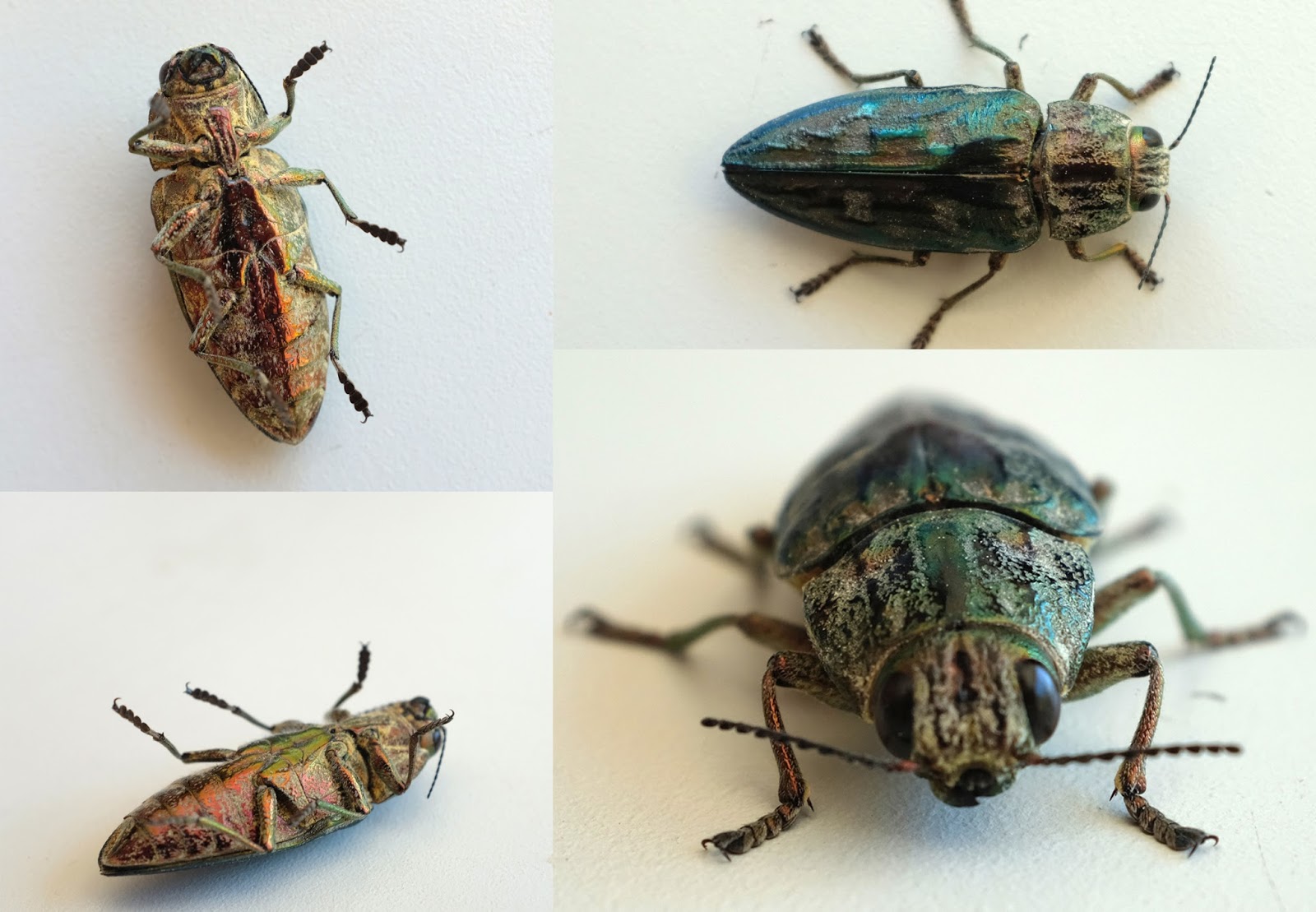 Mercurart EN : A quite rare insect has been crossed in the garden of ...