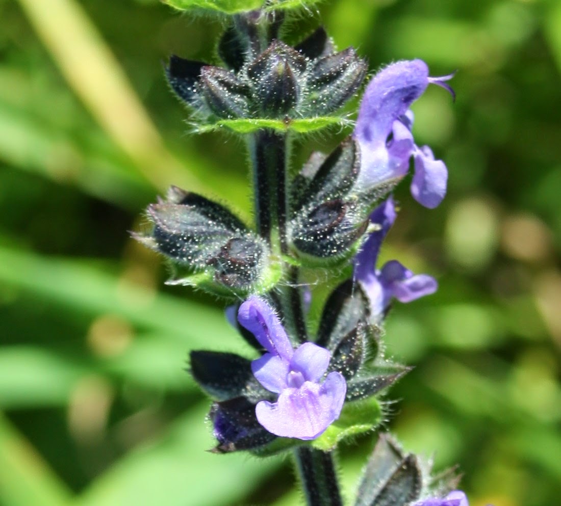 Flora da Serra da Arrábida: Salva-do-sul (Salvia sclareoides)