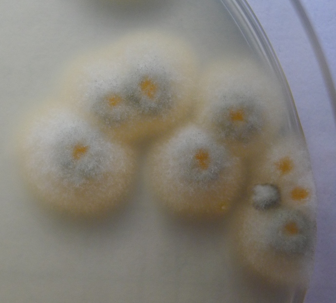 Z Mikrobiologią za Pan Brat: Patulina w produktach spożywczych