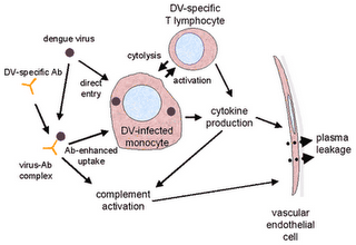 Demam Berdarah Dengue (Dengue Hemorhage Fever) | BlogK Putih