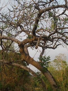 Juan's Garden: Sineguelas Tree
