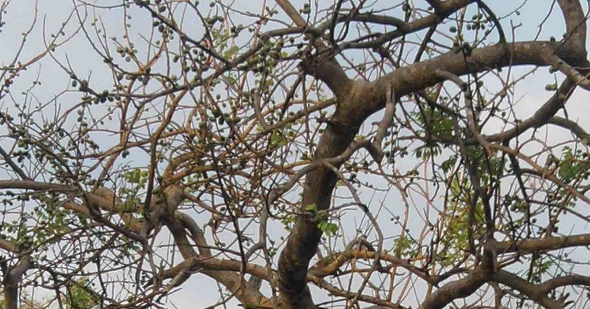 Spondias Purpurea Wikipedia, 53% OFF