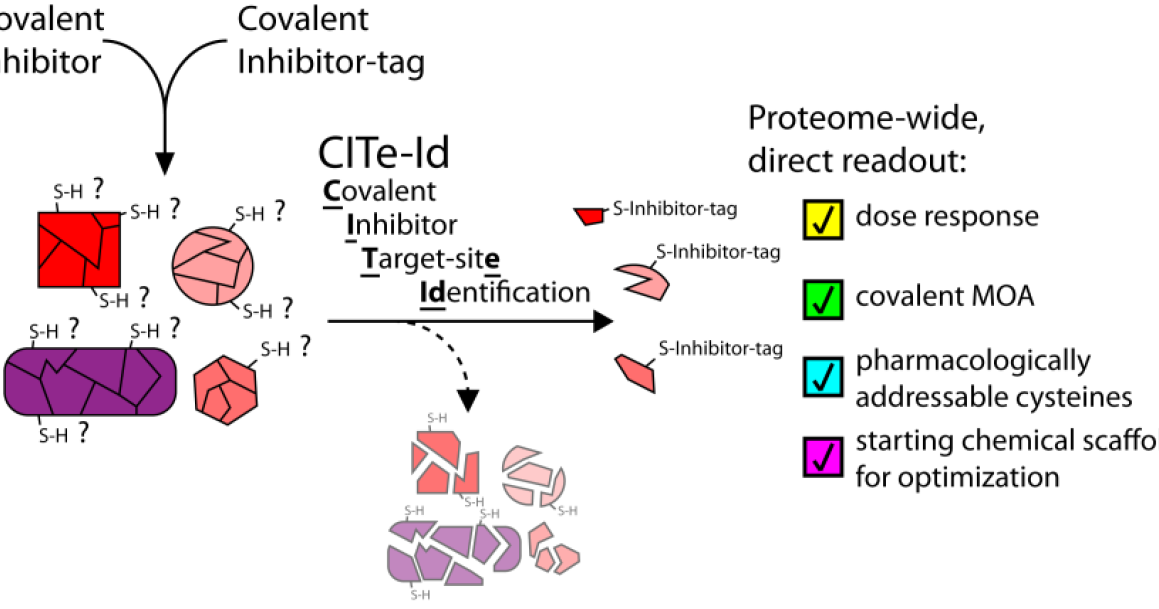 Covalent Modifiers: A Chemoproteomic Strategy for Direct and Proteome ...