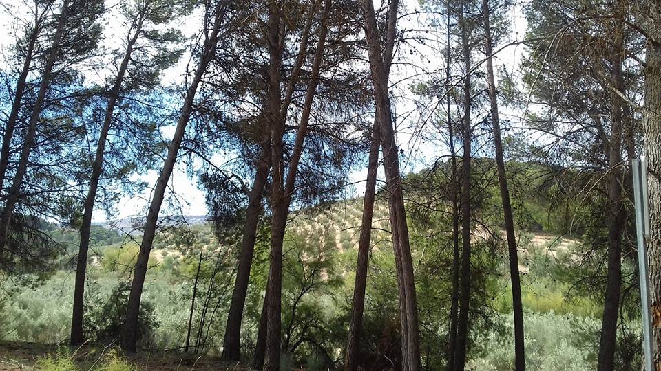 A VISTA DE PÁJARO...: Río Cacín