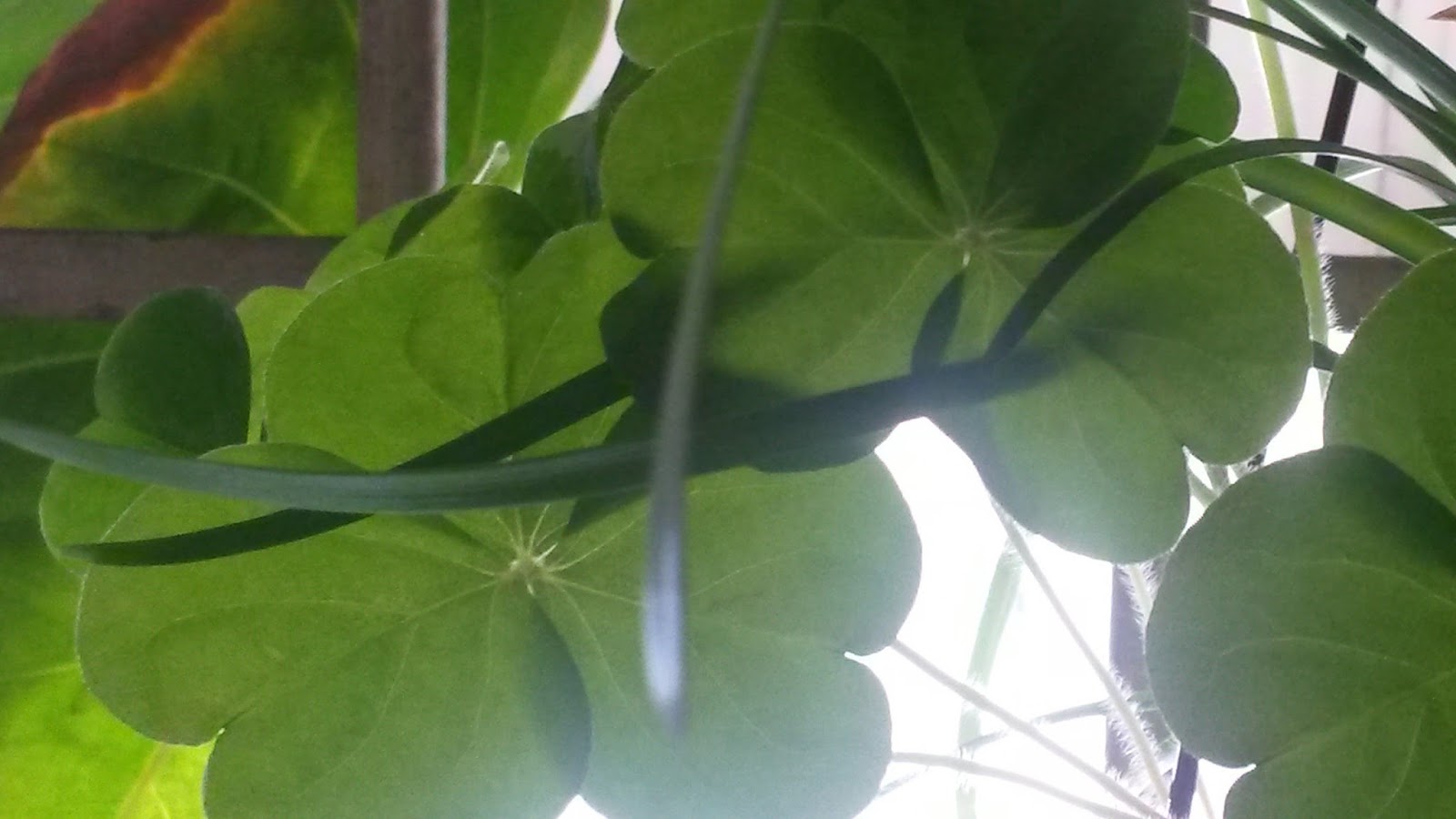 LARANAVERDE: Trébol cual cuarzo azul