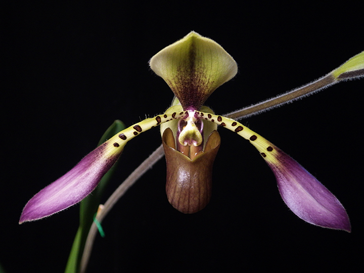 Phalaenopsis of Borneo: First bloom: Paphiopedilum lowii
