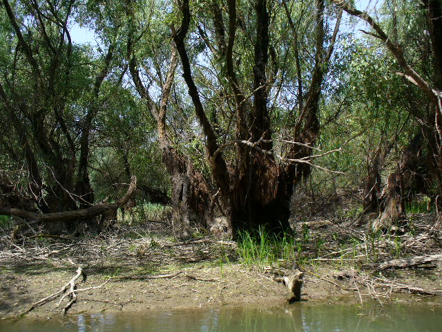 Delta Dunarii: Flora