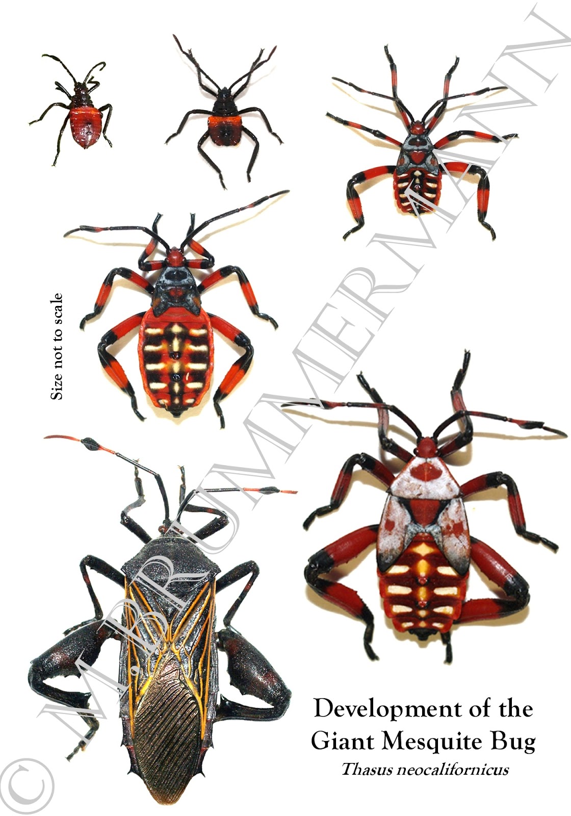 Arizona: Beetles, Bugs, Birds and more: Life cycle of the Giant ...