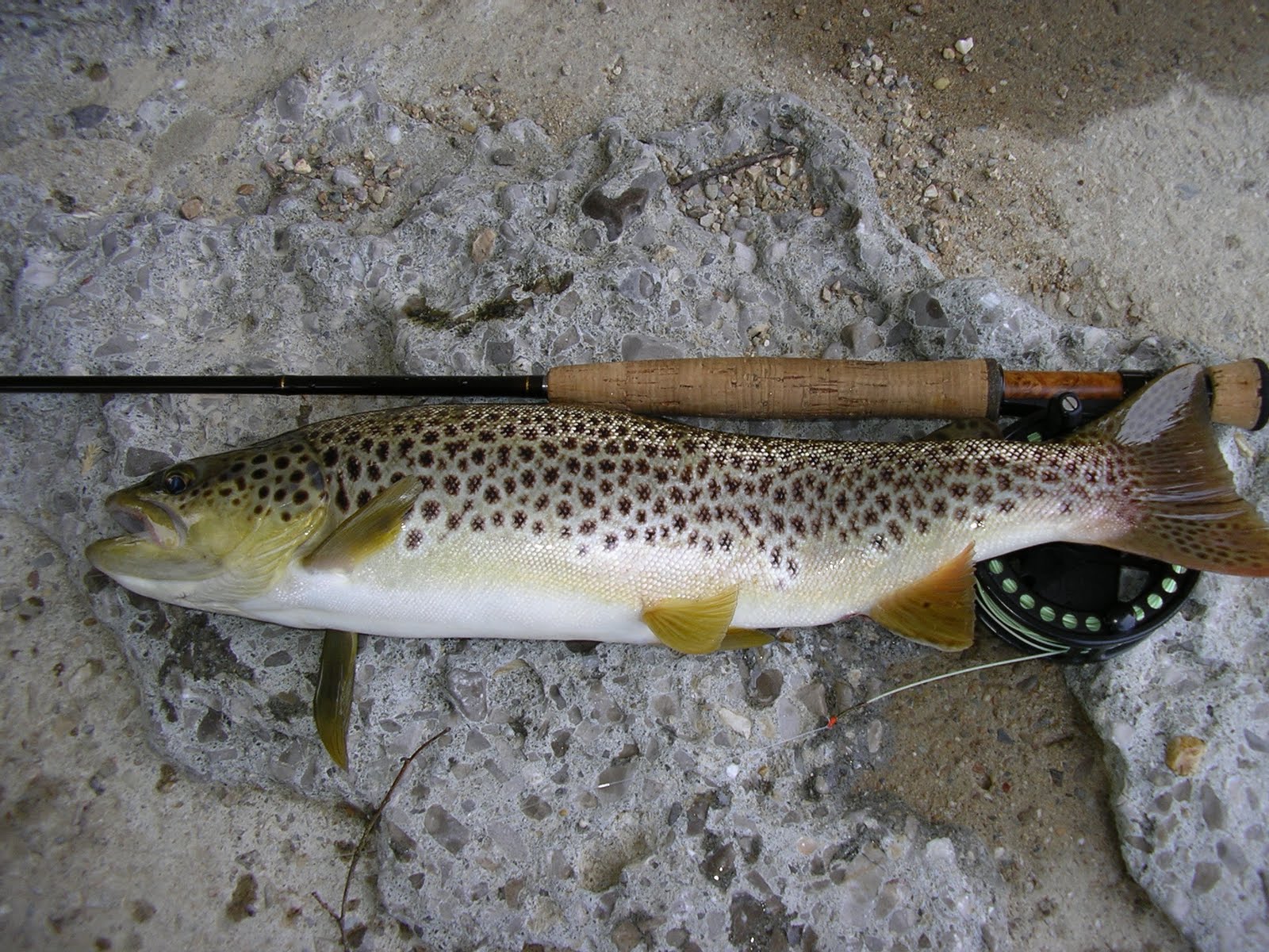 Ríos Trucheros y Pesca con Mosca: Tiempo de reos