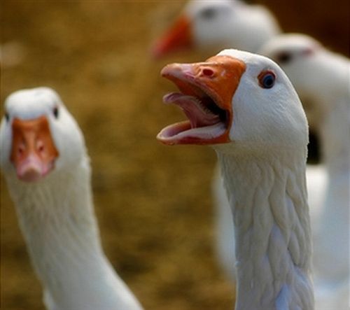 How To Raise Ducks For Beginners: Duck Farming And Keeping Farm Records