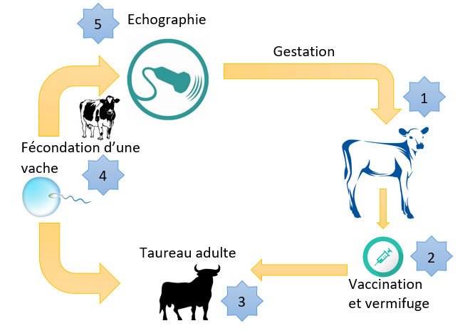 La reproduction chez les vaches : de l’accouplement au vêlage - Fénelon ...