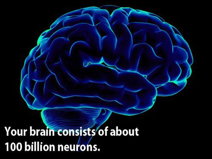 18 Amazing Facts About The Human Brains 18 Pics Daily Fun Pics