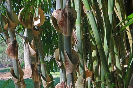 Manfaat Bambu Tali Bagi kesehatan Tubuh Dan Pengobatan ~ TANAMAN HERBAL