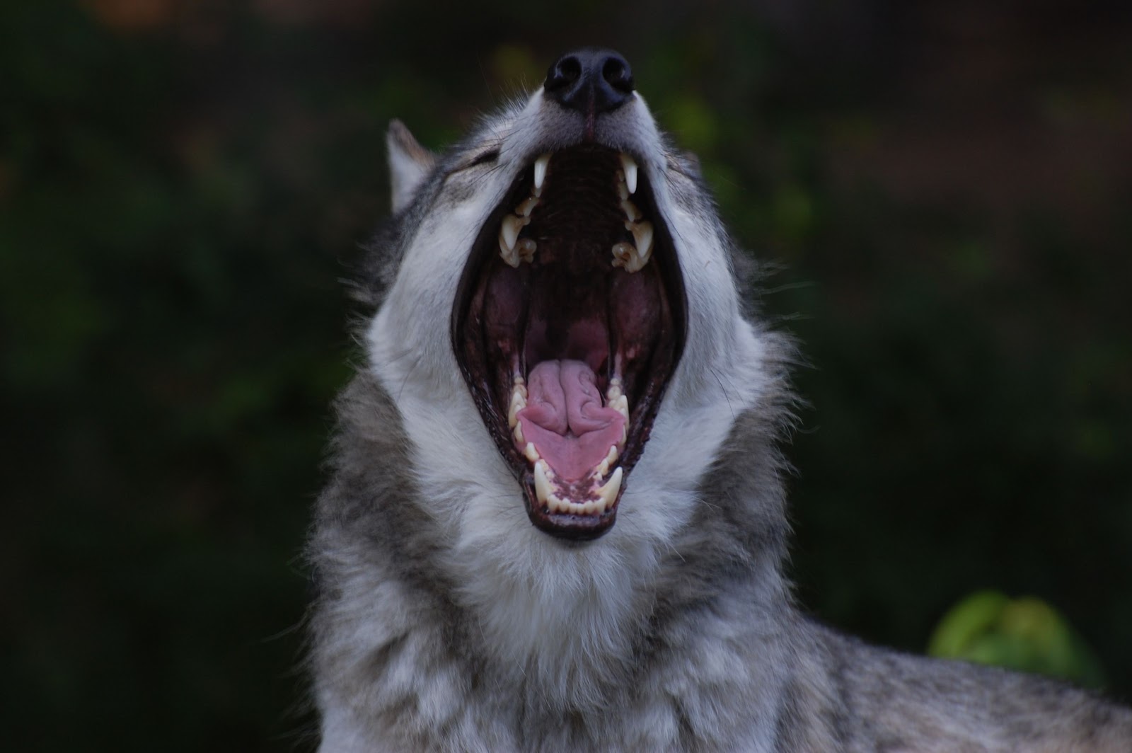 Marilou's reflections: Awakening to a wild cry