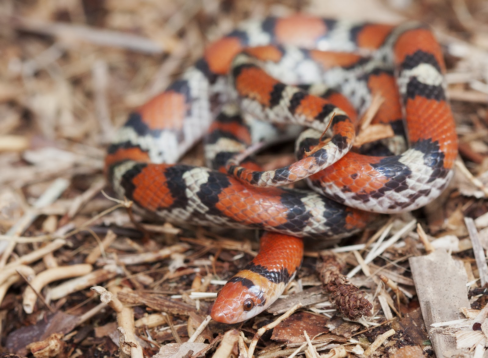 Salamander-Shmalamander: Herpin' the Florida Panhandle