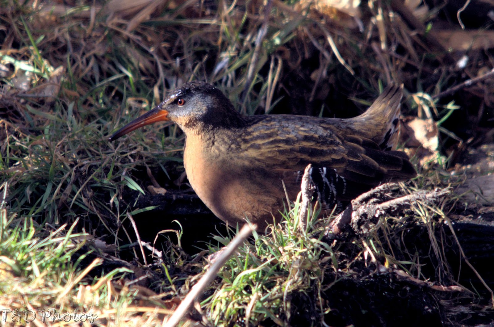 Colorado Photos.....: Virginia Rail