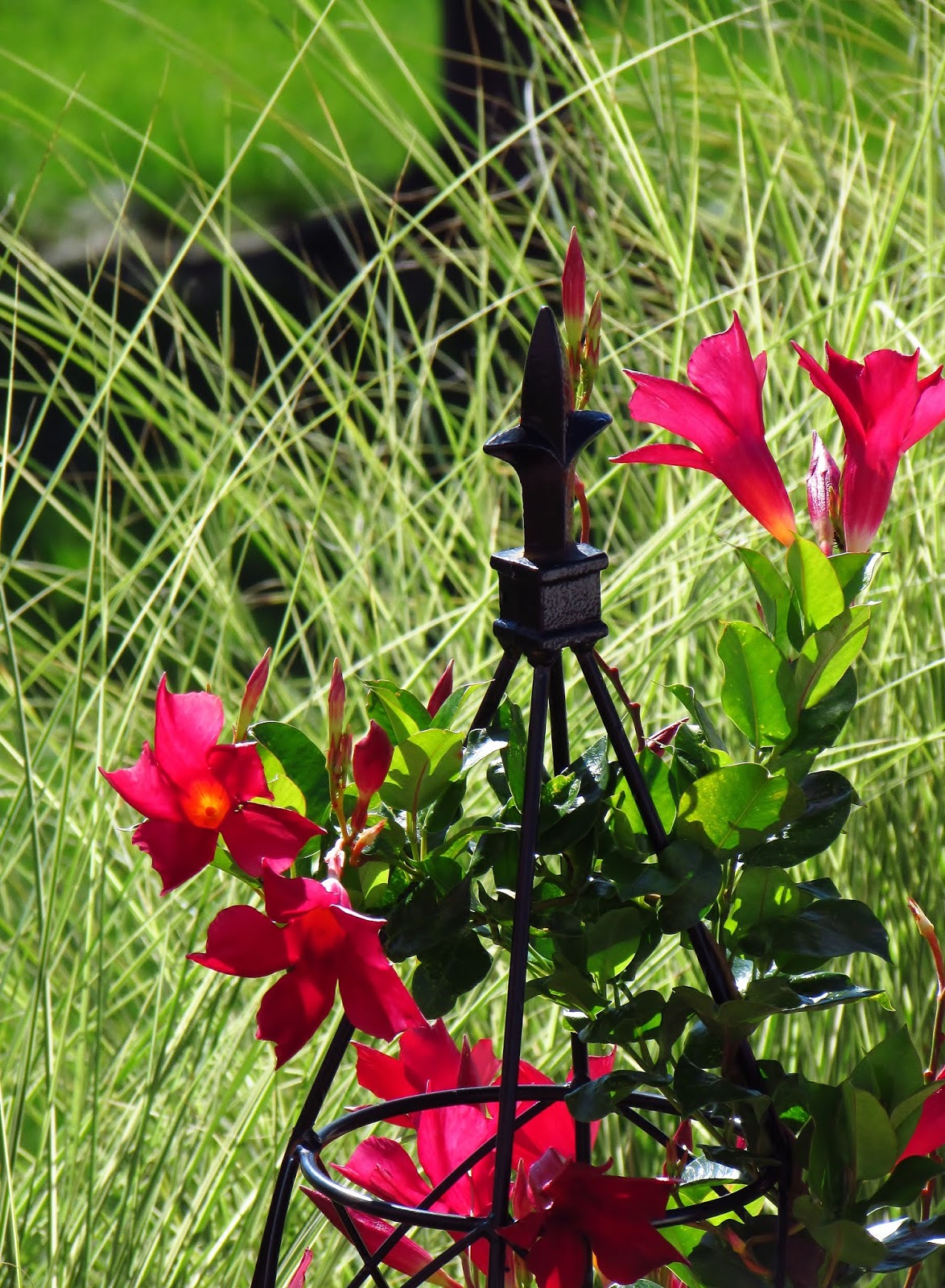 Life In Robin's Nest: The Scruffy September Garden