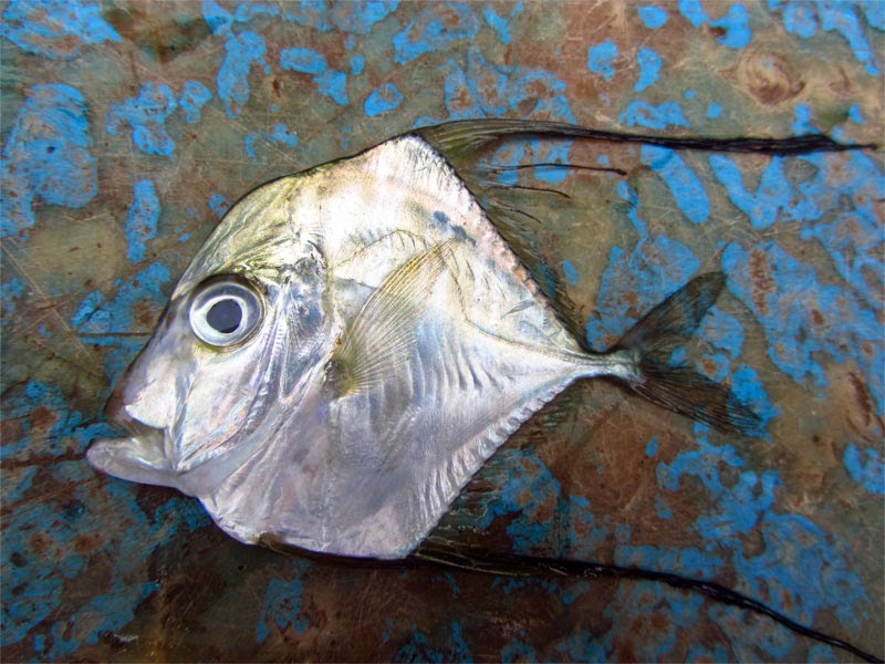 AQUATICHYK: DIAMOND TREVALLY / Alectis indica