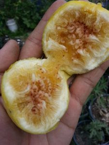 Meiliya Fig - Var Tin