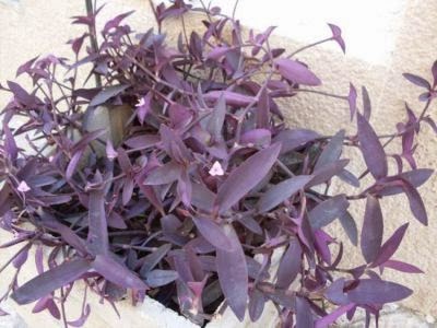 Flora de Puerto Rico Ilustrada Papo Vives: COMMELINACEAE TRADESCANTIA ...