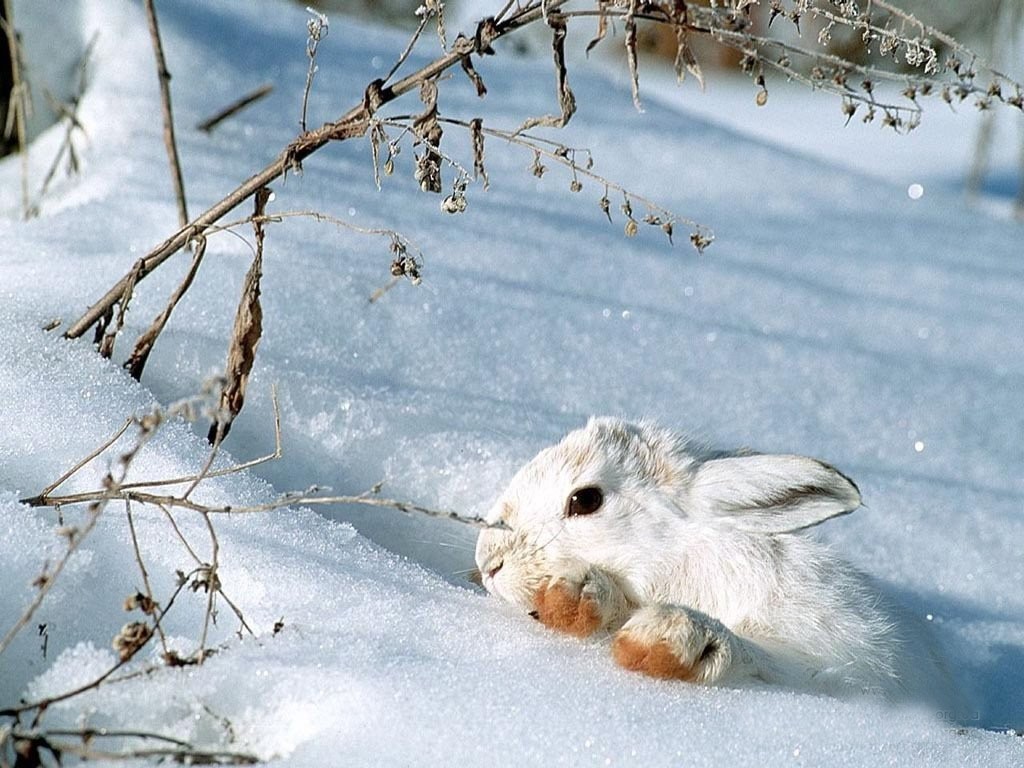 All About Animal Wildlife: Cute White Rabbit HD Wallpapers 2012
