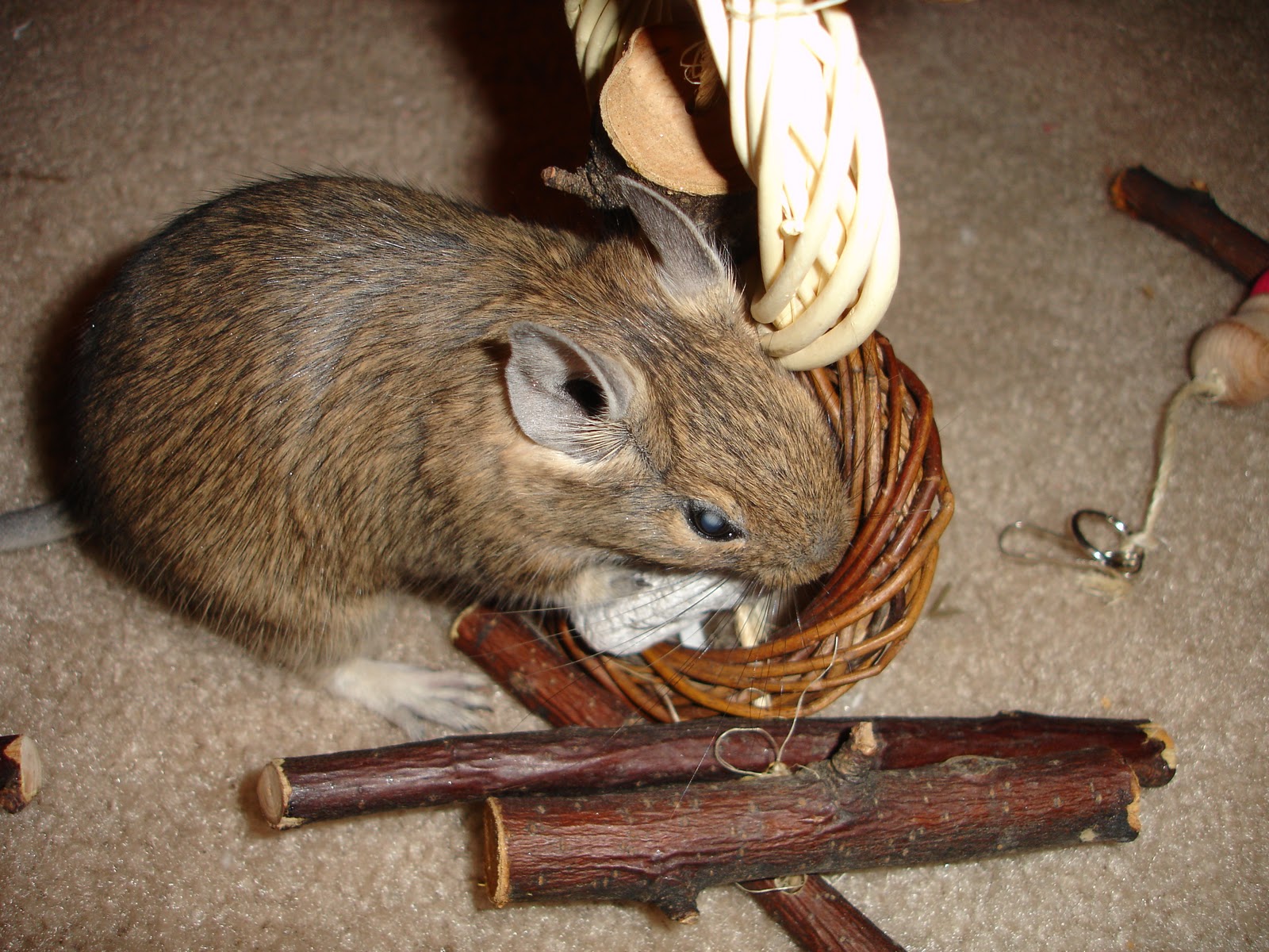 The Daily Degu: Daily Degu #34