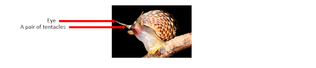 Thenula Senavirathna: Snails of Sri Lanka (List of Marine Snails of Sri ...