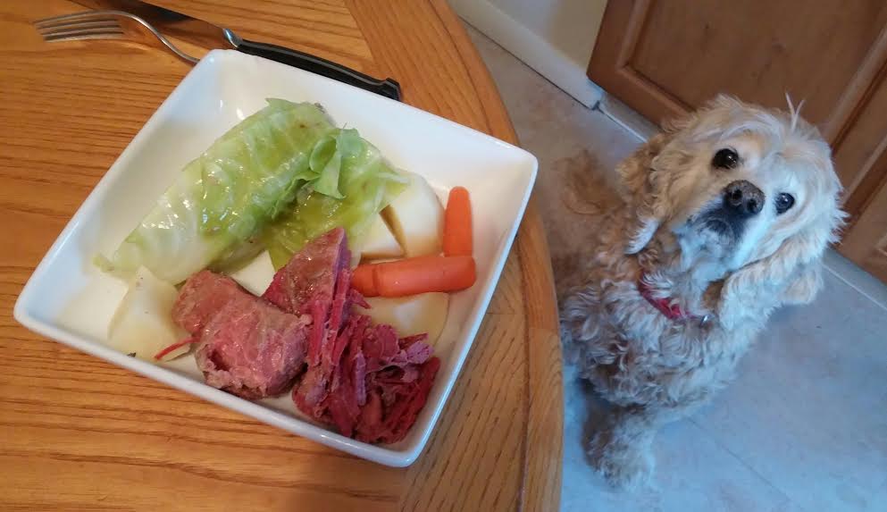 The Daily Bone: Tribute To Joey Dog