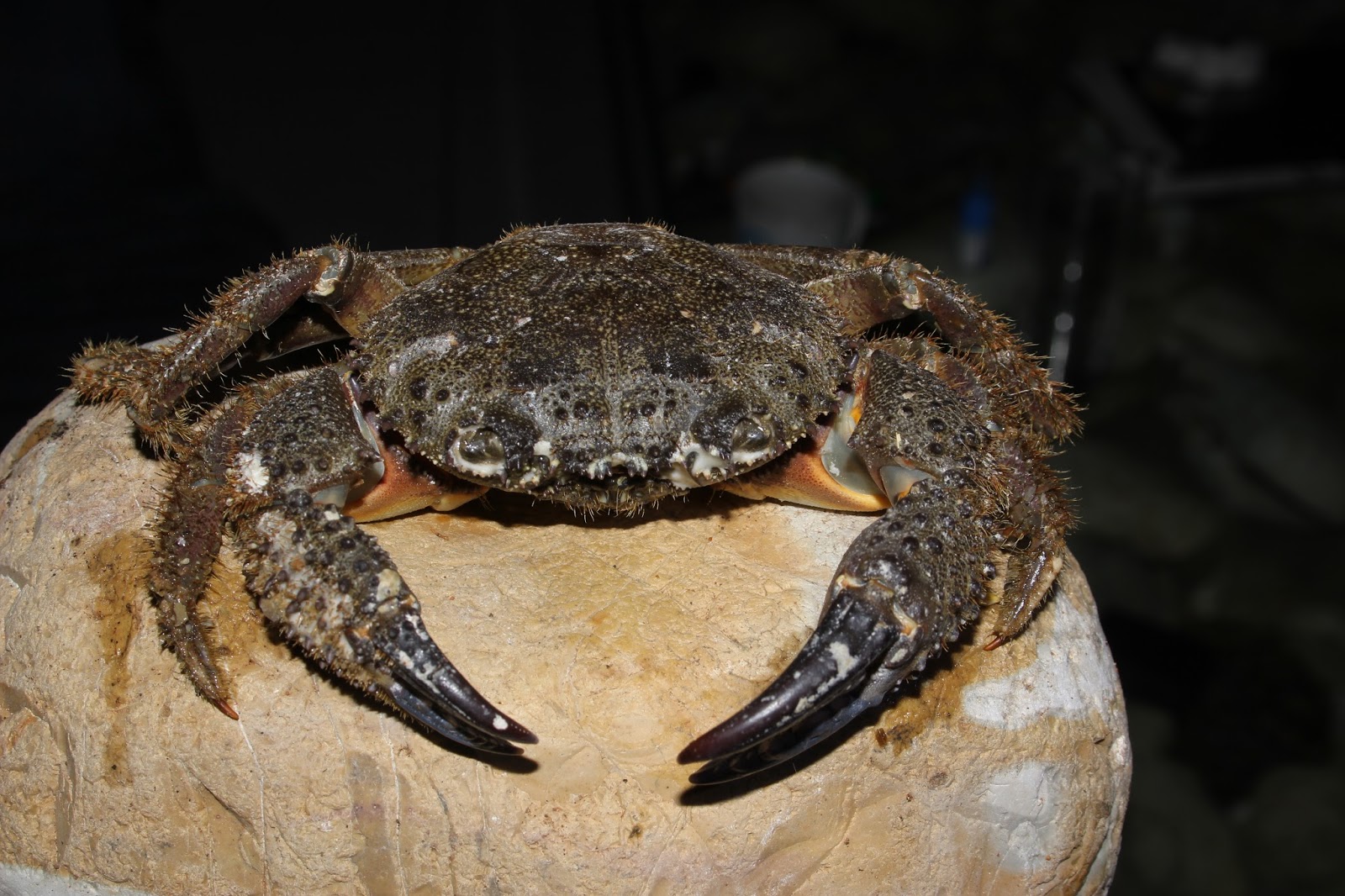 Biodiversity of Cyprus by NGO Protection of the Natural Heritage and ...