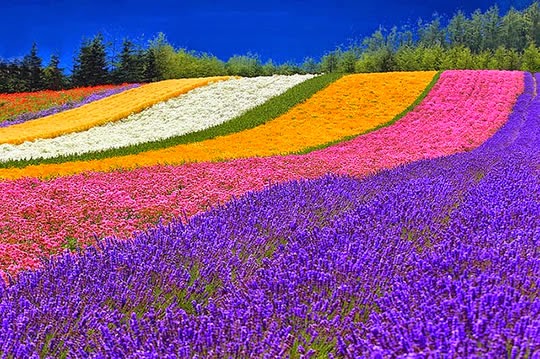 9 Taman Bunga Terindah di Dunia | Dewa Berita