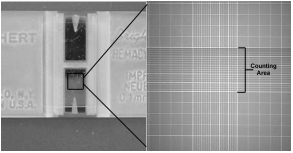 D. Discoideum J-Term Research
