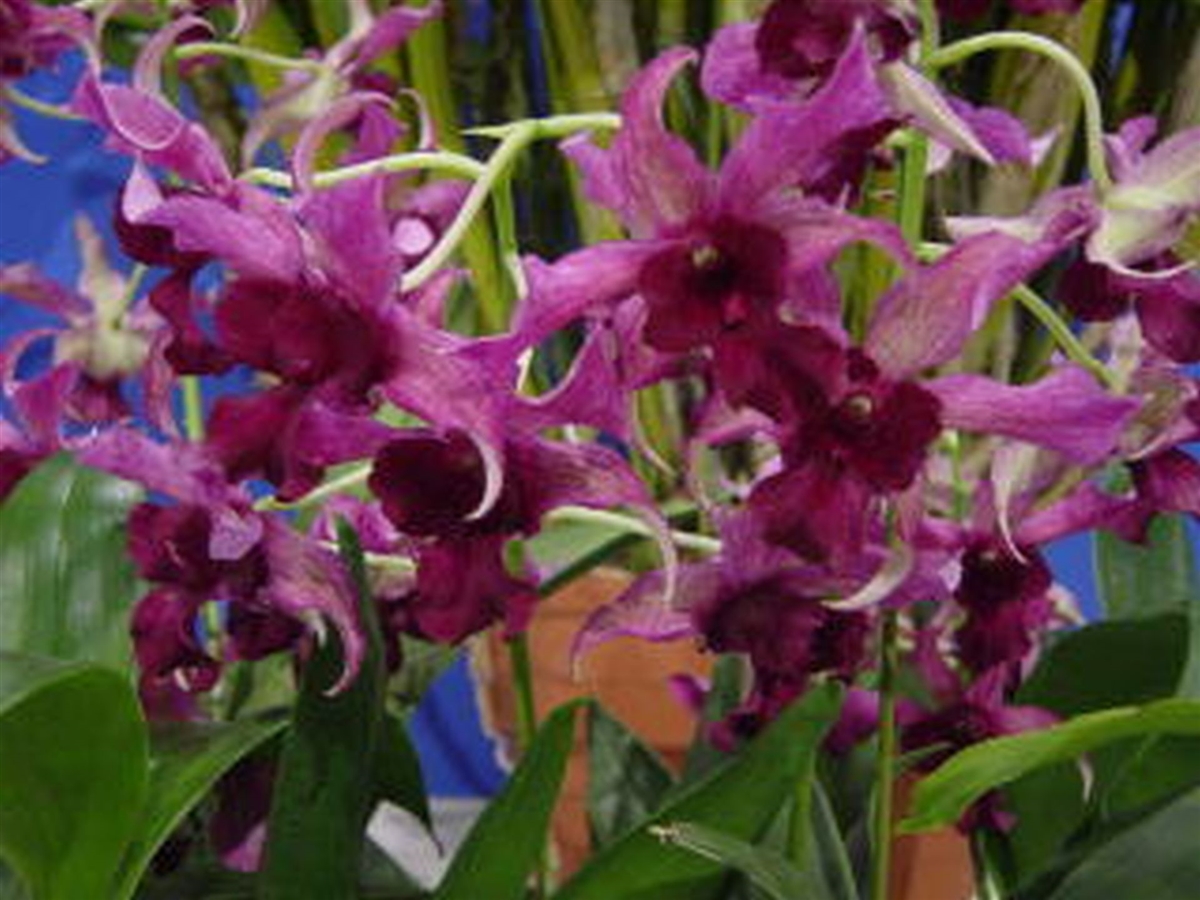 Dendrobium Violet Yamaji