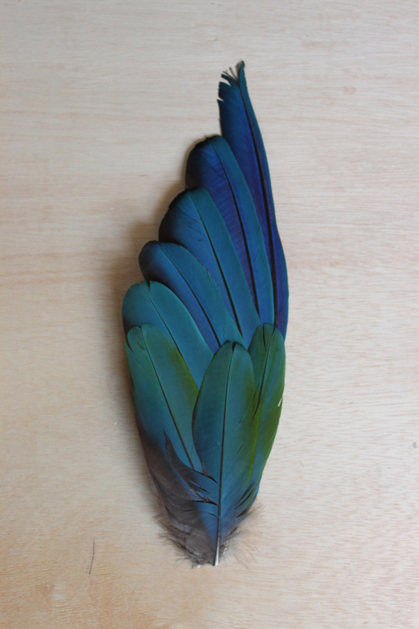 The New Victorian Ruralist: Contemplating Feathers...