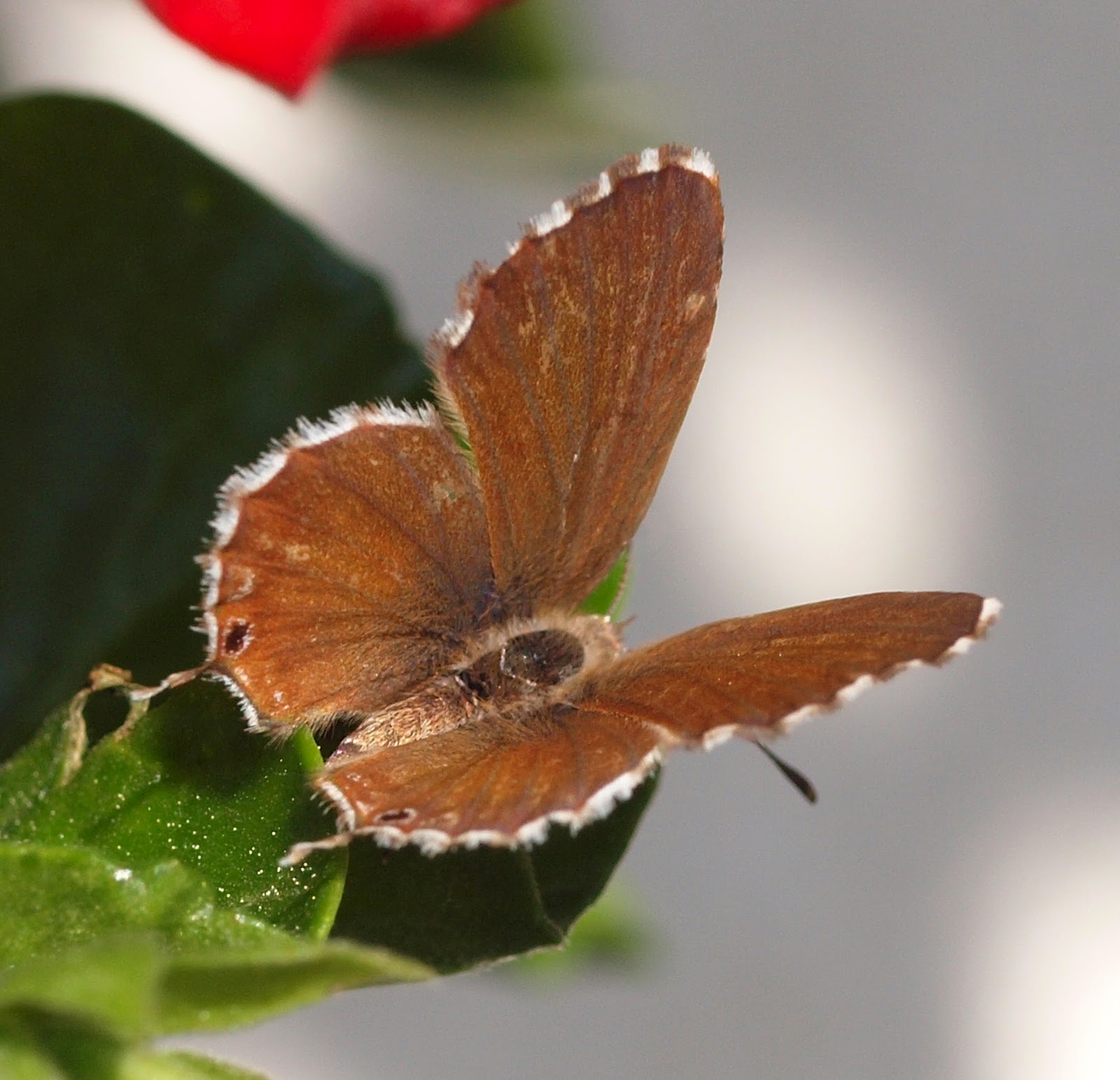 natural: PAPALLONA DEL GERANI