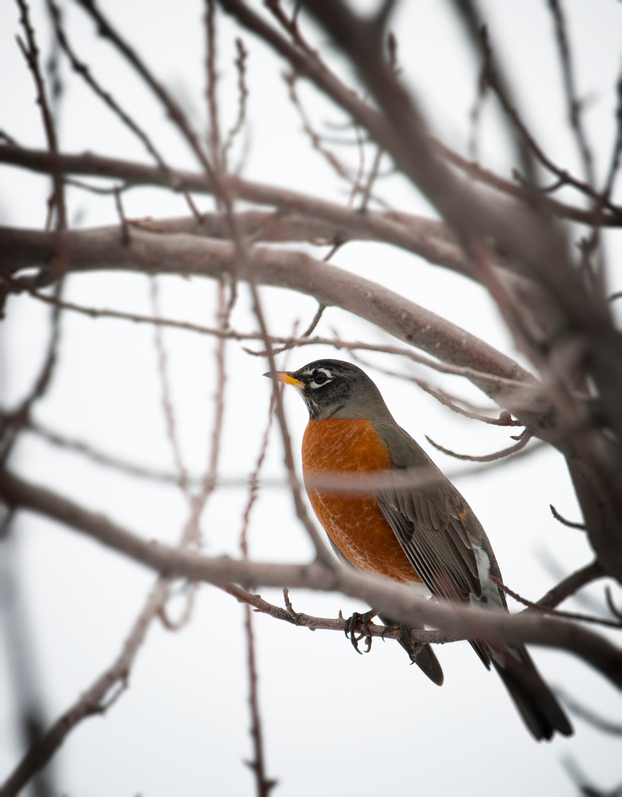 RCHSPhotoclass: School Bird